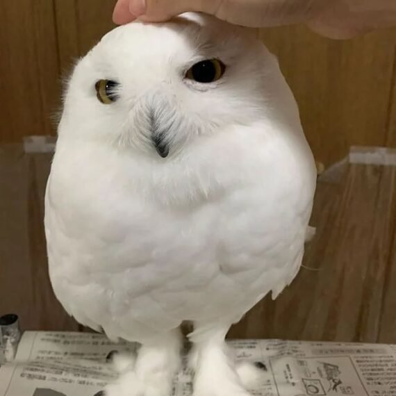 Barn Owl For Sale - Buy Barn Owl Online - Adopt Barn Owl Facts Cost
